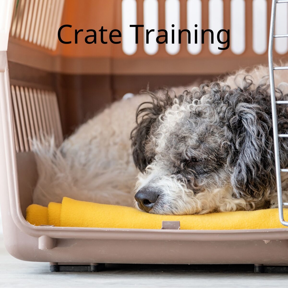 Crate Training your Dog or Cat - Pet Evac Pak